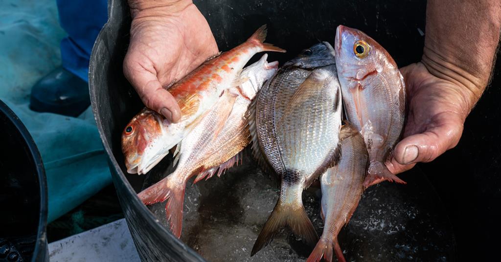 Progress for Med and Black Sea fisheries, aquaculture | News | World ...