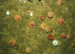 The US ocean acidification threat | News | World Fishing