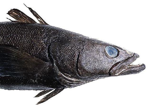 Argentine Patagonian toothfish fishery enters assessment | News | World ...