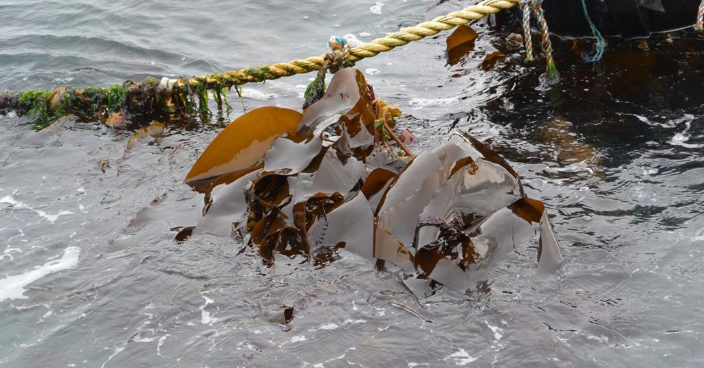 UK issues new regulatory guidance for seaweed aquaculture businesses ...