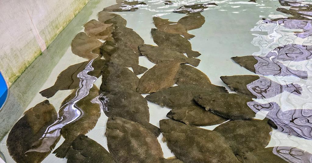 Multi-storey RAS for high-value production | News | World Fishing