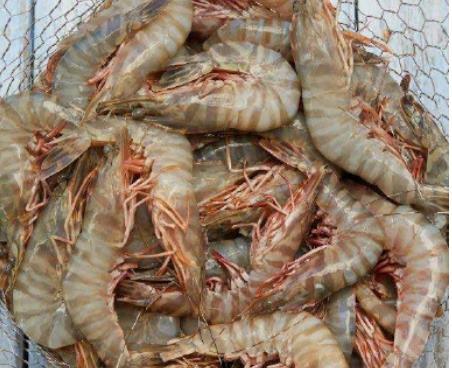 Sea Harvest acquires MG Kailis | News | World Fishing