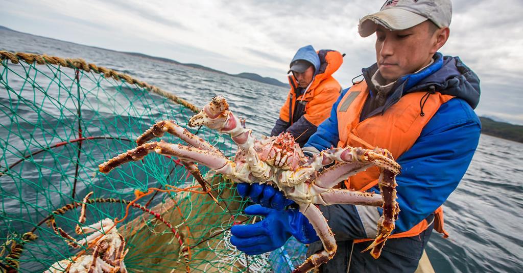 Russia’s crab industry continues to thrive | News | World Fishing