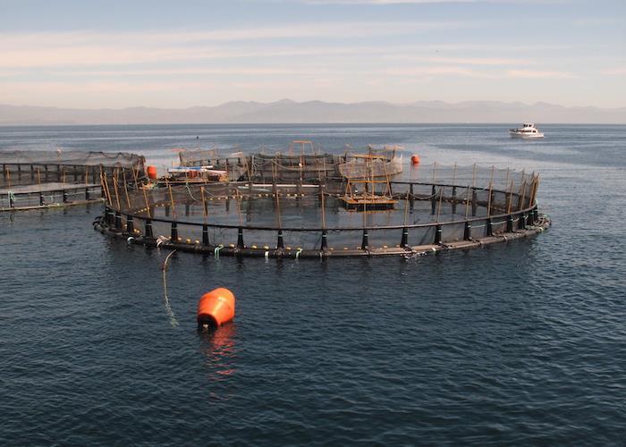 Offshore Mariculture Conference launches in Southeast Asia | News ...