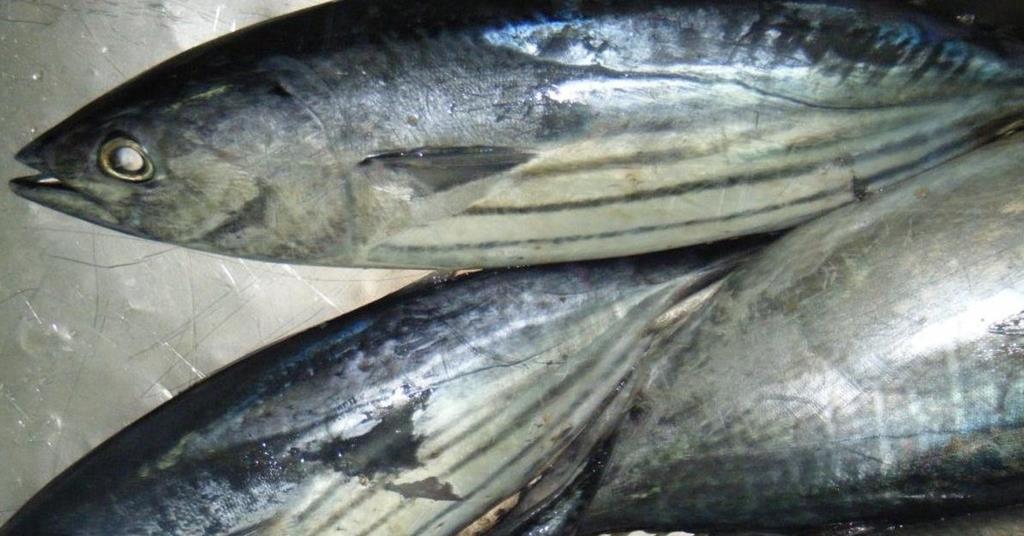 Skipjack tuna from all four oceans certified | News | World Fishing