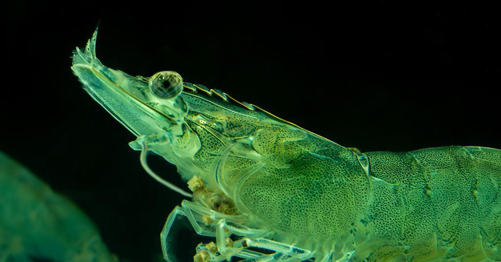 A step up for recirc shrimp | News | World Fishing