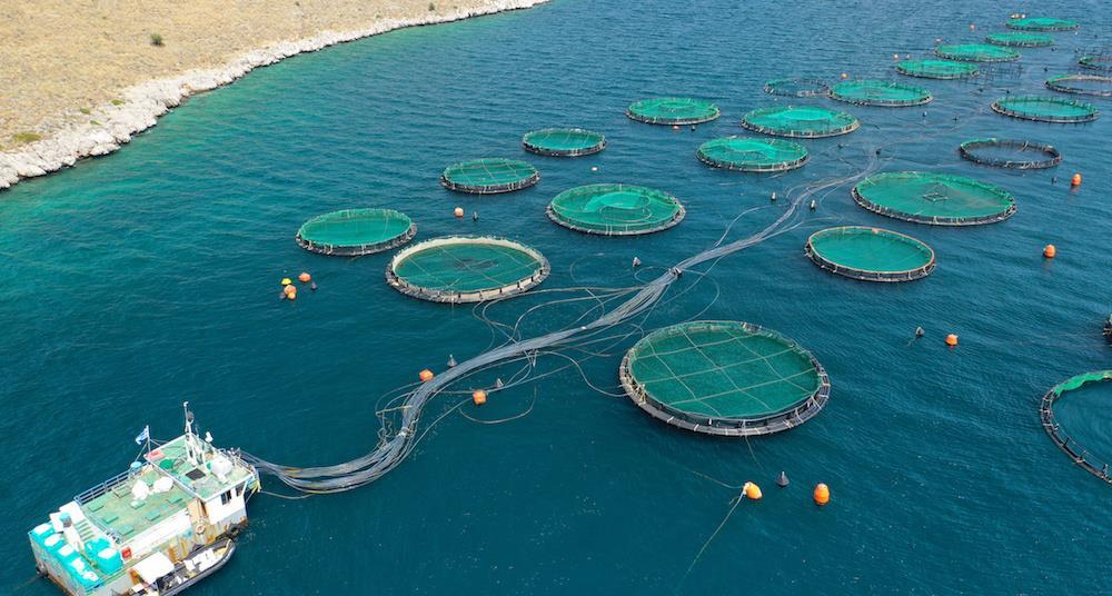 Artificial intelligence in aquaculture | News | World Fishing