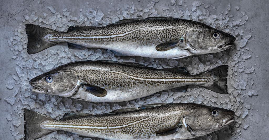 Iceland’s Q1 catch slips but value holds firm | News | World Fishing