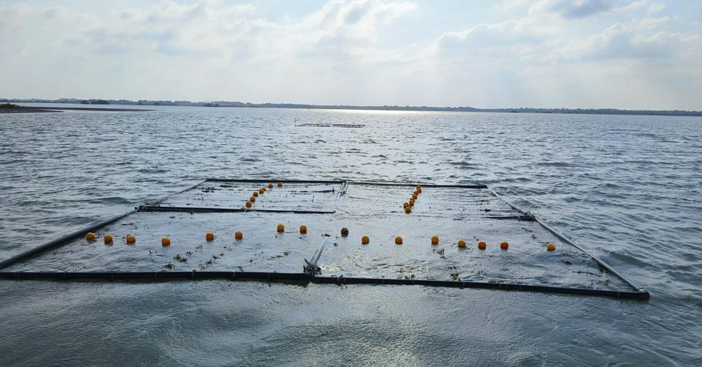 Boost for Indian seaweed farming project | News | World Fishing