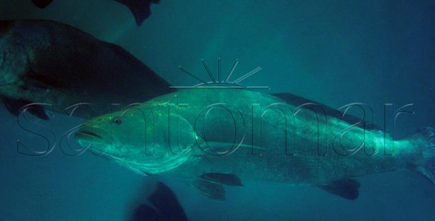 Santomar commits to regenerative totoaba production | News | World Fishing