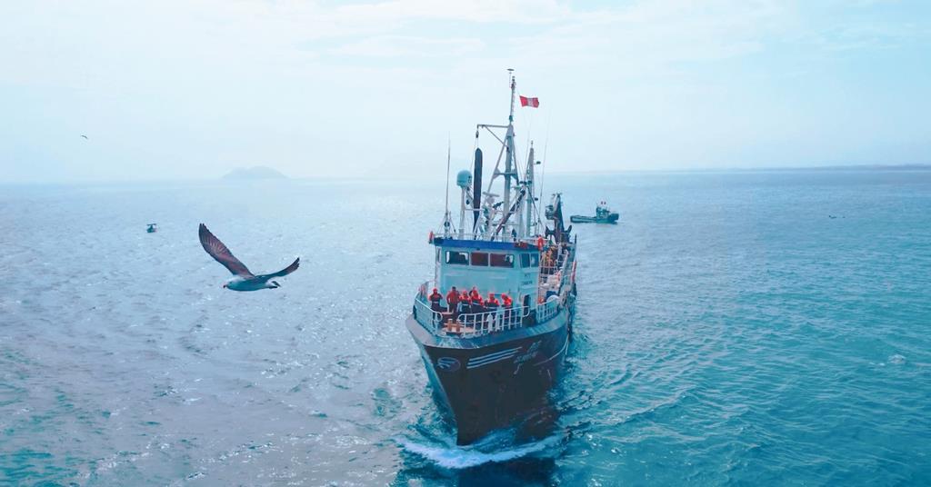 Peru anchovy among world’s most sustainable | News | World Fishing