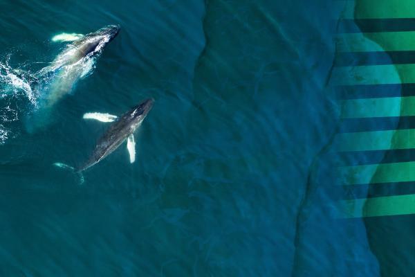 Brussels adopts European Ocean Pact | News | World Fishing