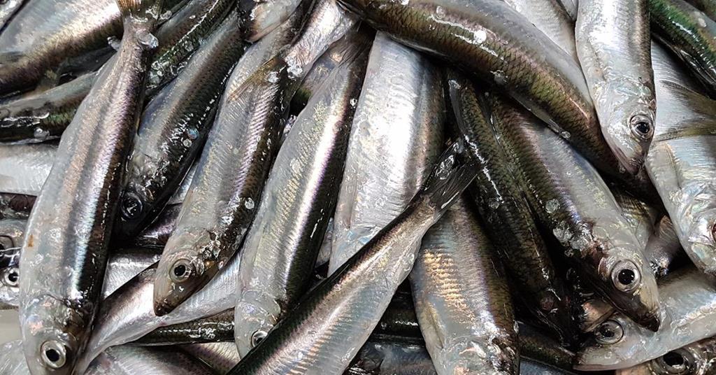 EAPO queries ICES herring advice | News | World Fishing
