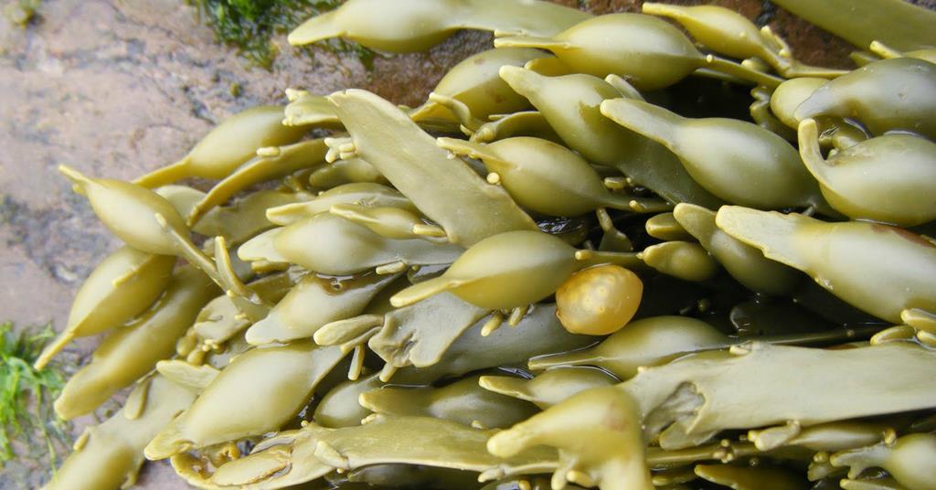 Smooth processing for seaweed harvester | News | World Fishing