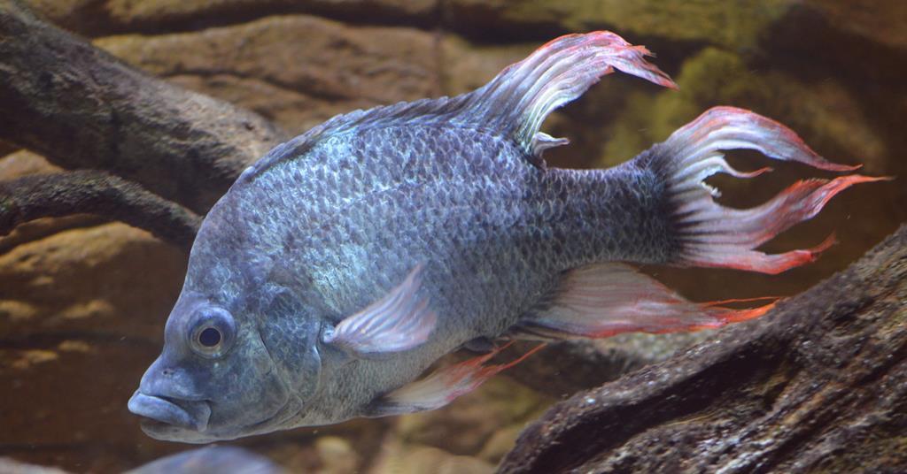 Mangarahara cichlid facing extinction | News | World Fishing