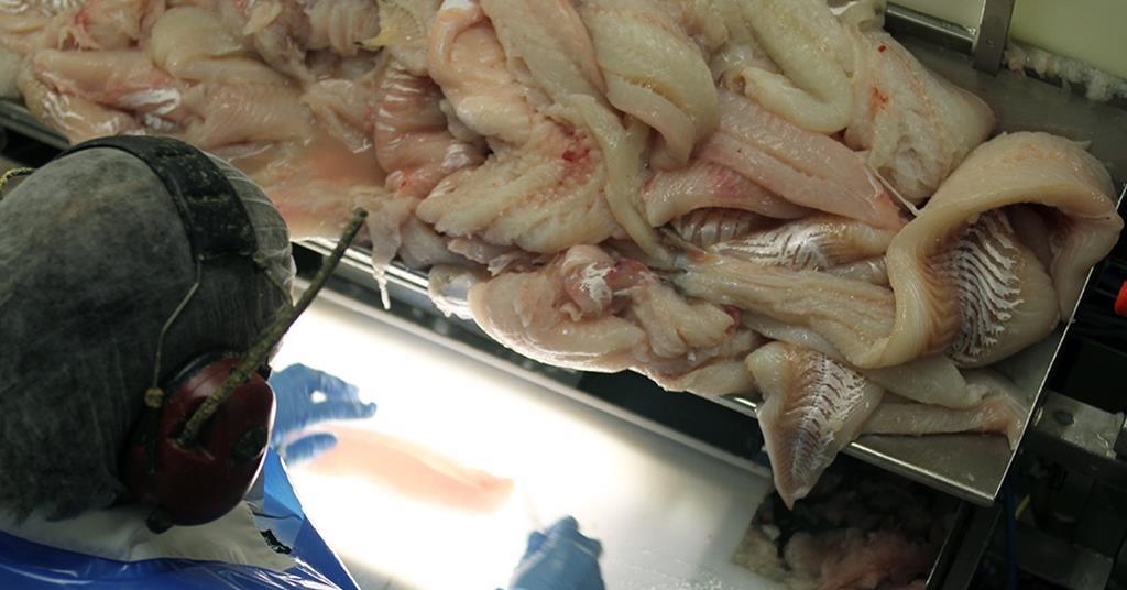 Better cod handling for profit | News | World Fishing