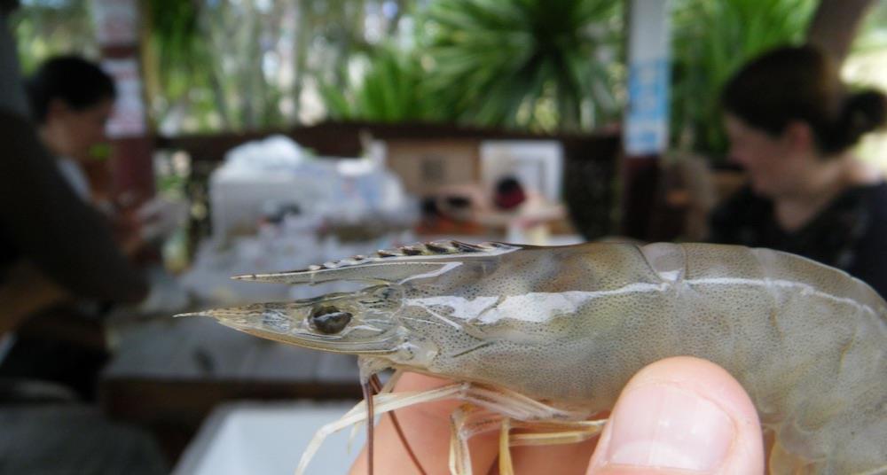 Cefas recognised as disease experts | News | World Fishing