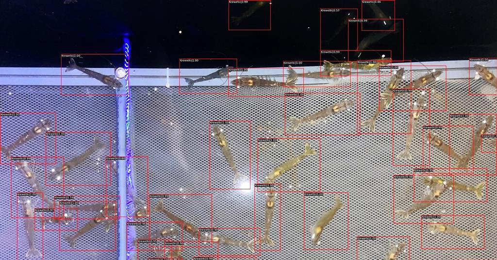 Monitoring shrimp – computer vision takes the lead | News | World Fishing