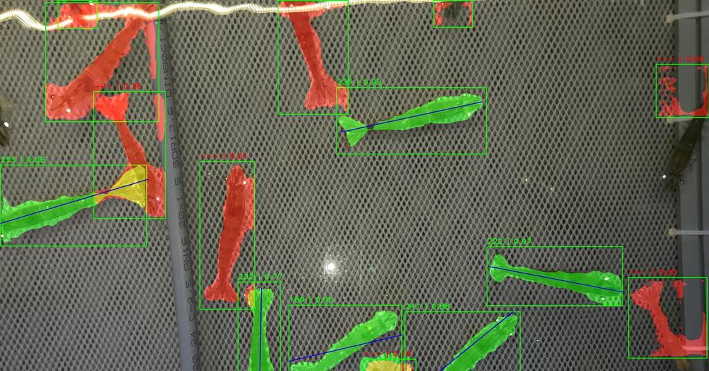Monitoring shrimp – computer vision takes the lead | News | World Fishing
