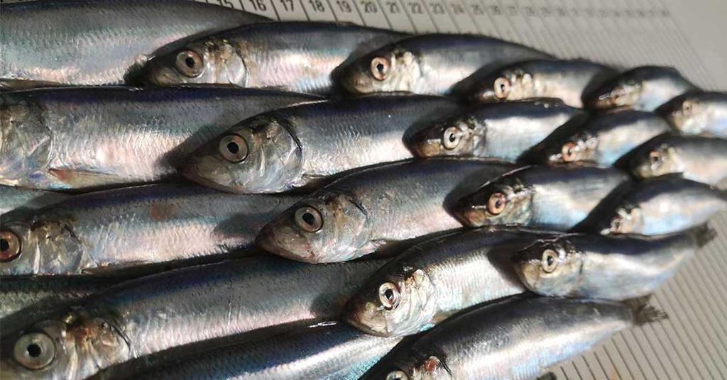 Pelagic stock science boost | News | World Fishing