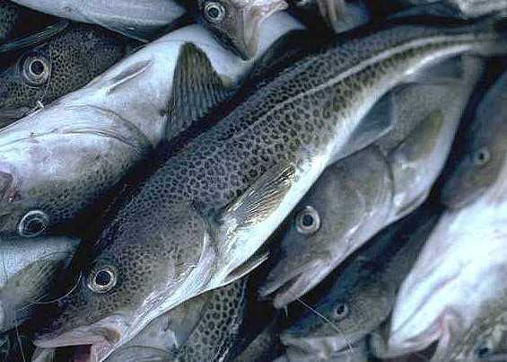 Cod farming companies to merge | News | World Fishing
