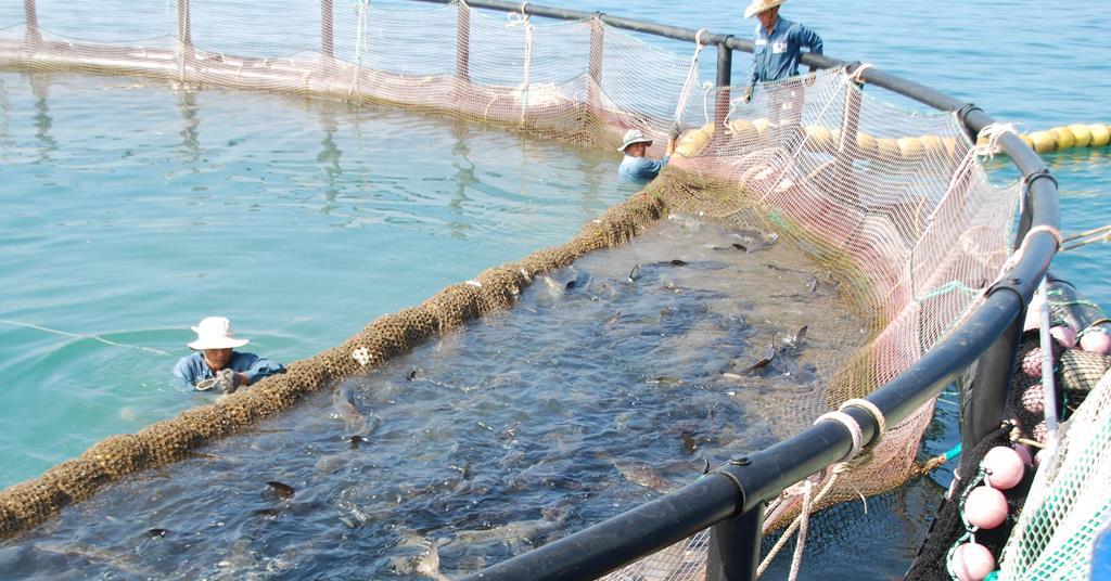 Farmed cobia coming into its own | News | World Fishing