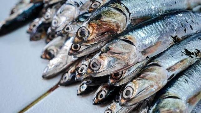 Peru sets anchovy quota | News | World Fishing