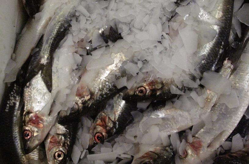 Canada’s largest herring fishery achieves MSC certification | News ...
