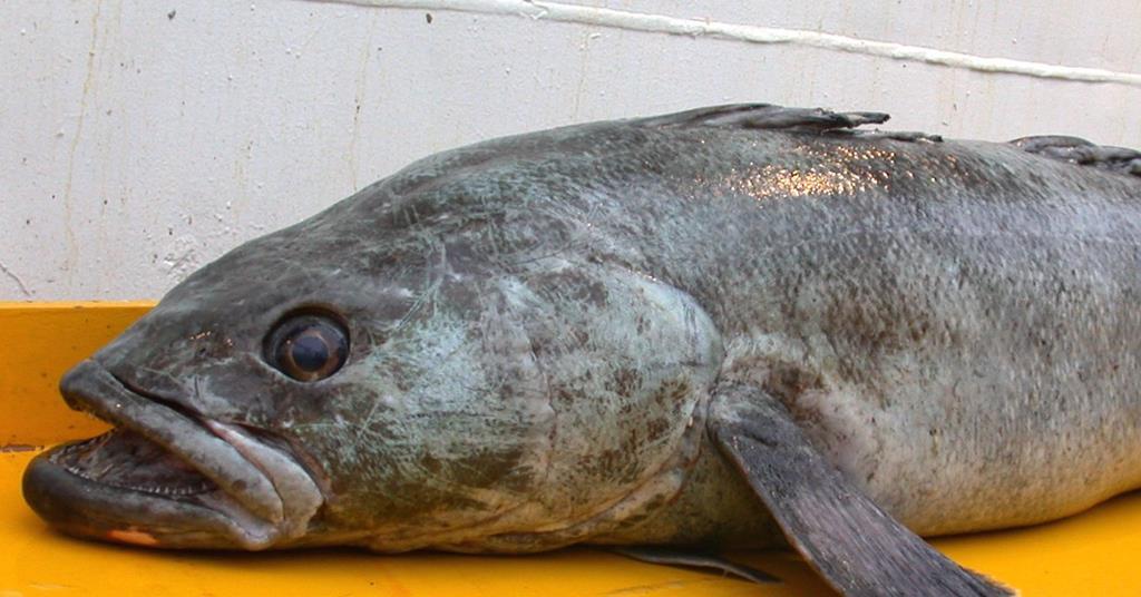 Toothfish Workshop | News | World Fishing