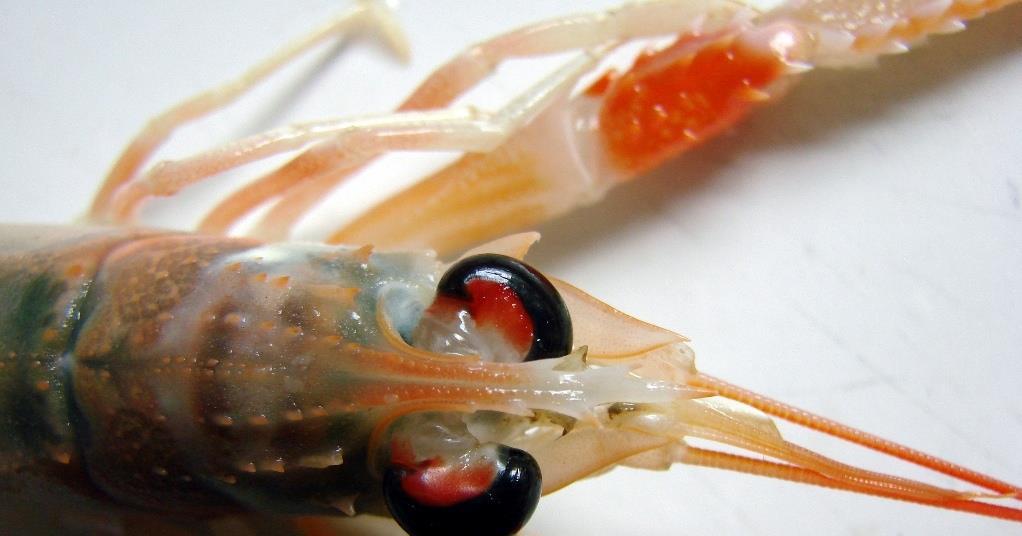 Joint MSC for nephrops fisheries | News | World Fishing