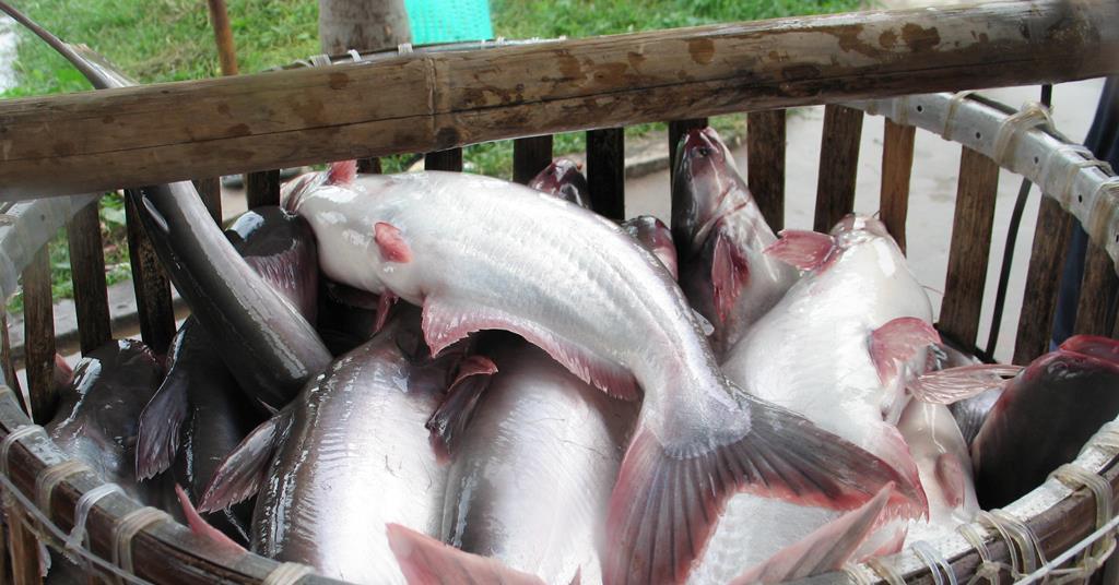 Pangasius shortage to hit Europe’s whitefish market | News | World Fishing