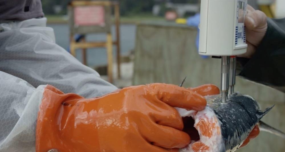 New electronic fish monitoring device | News | World Fishing