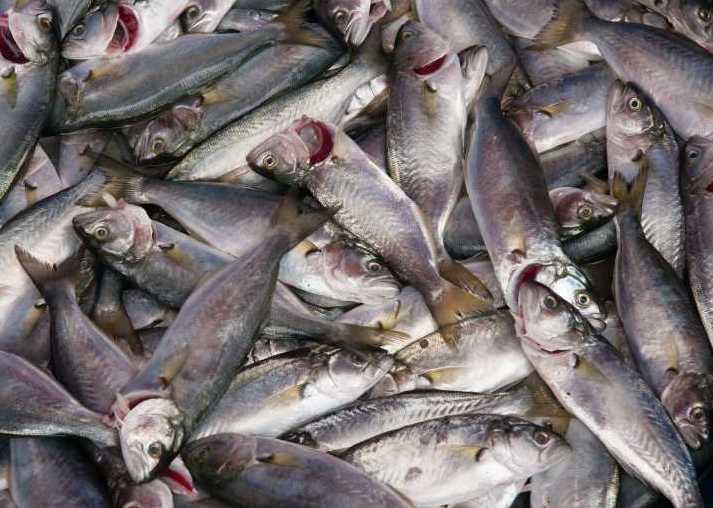 Implementing the CFP | News | World Fishing
