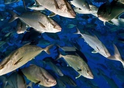 Seriola and Cobia Standard handed over | News | World Fishing