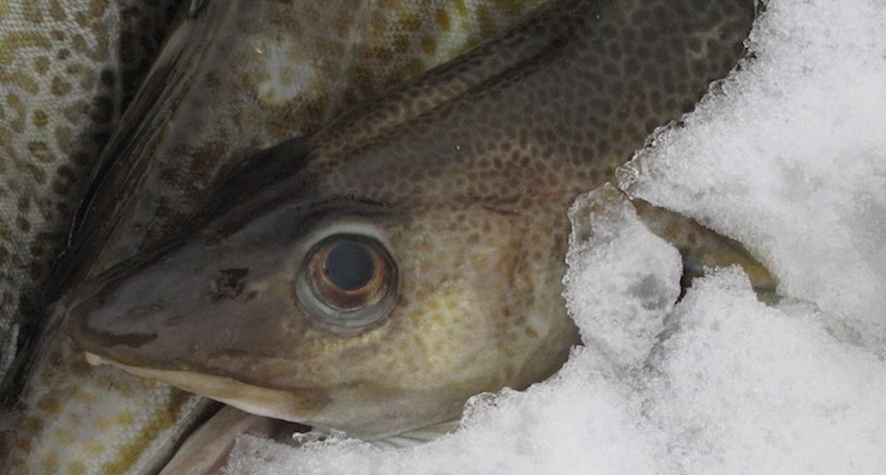 Newfoundland cod stocks returning to normal levels | News | World Fishing
