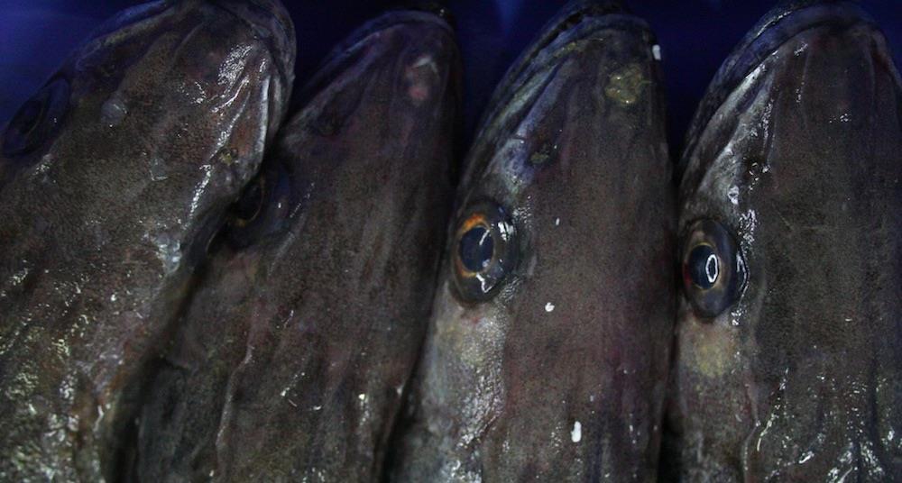 Namibian hake fishery gets MSC blue tick | News | World Fishing