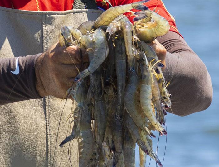 Wild-caught blue Mexican shrimp get Friend of the Sea certification ...