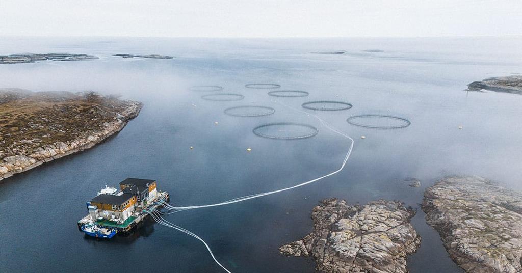 SalMar reports record salmon harvest | News | World Fishing
