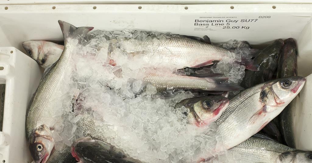 Non-quota UK finfish | News | World Fishing