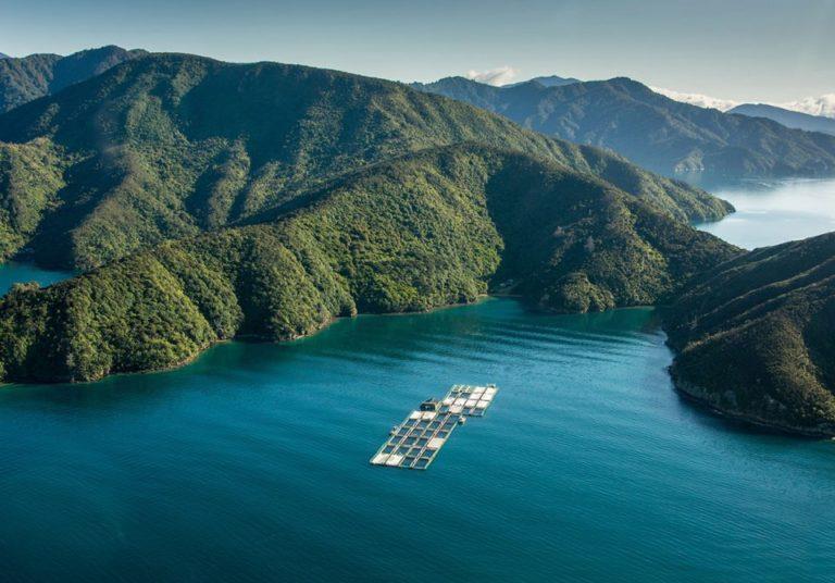 Four-star BAP for New Zealand King Salmon | News | World Fishing