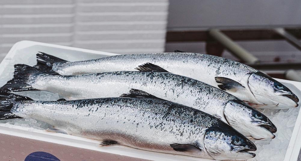 First RAS fish at Barcaldine reach market | News | World Fishing