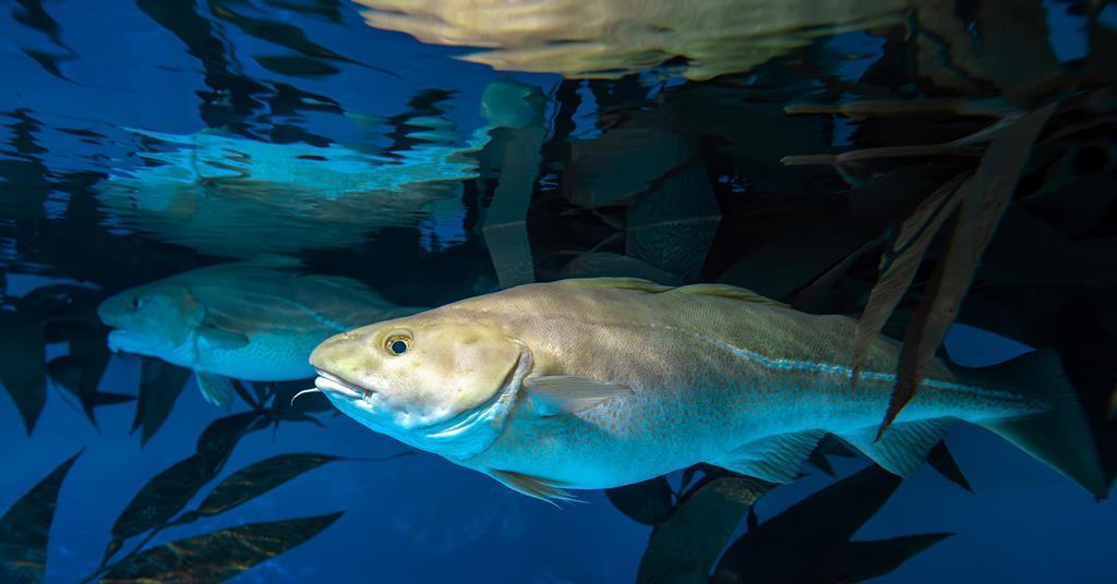 Selective gears helping rebuild Baltic cod stocks | News | World Fishing