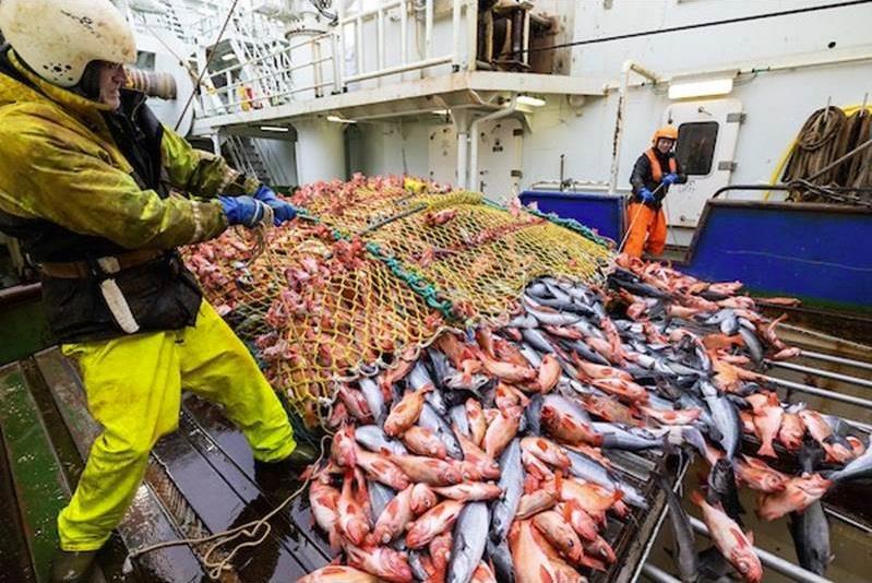 Fishing gains fuelled by capelin | News | World Fishing