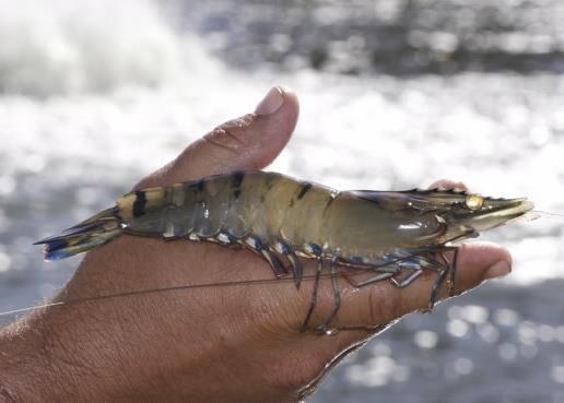 New hub for advanced prawn breeding research | News | World Fishing