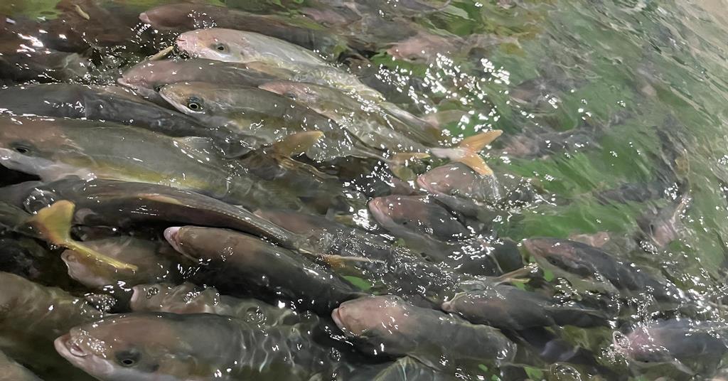 Kingfish lands US approval | News | World Fishing