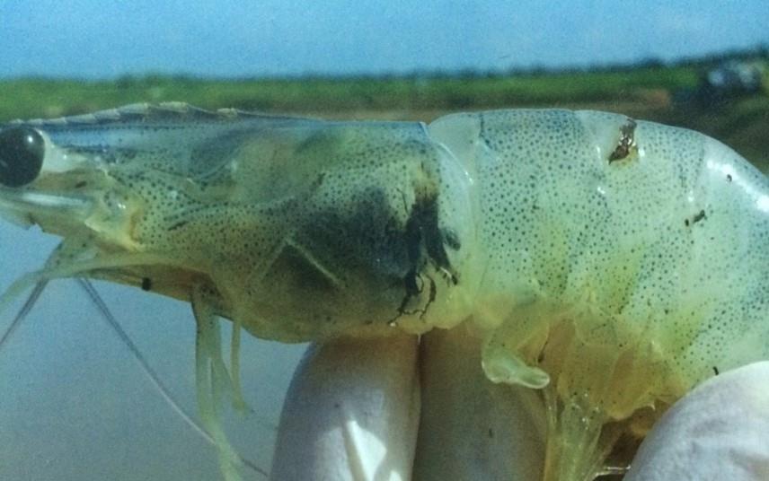 Exploring probiotics for better aquaculture – inside and out | News ...