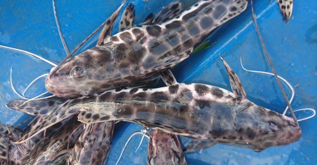 Exploring probiotics for better aquaculture – inside and out | News ...