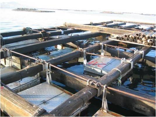 International attendance | Conference | World Fishing