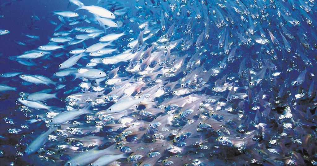 MSC fisheries gain ASC recognition | News | World Fishing
