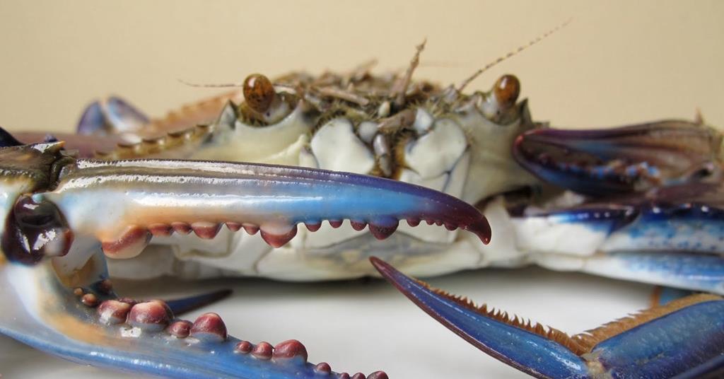 Philippines crab management | News | World Fishing